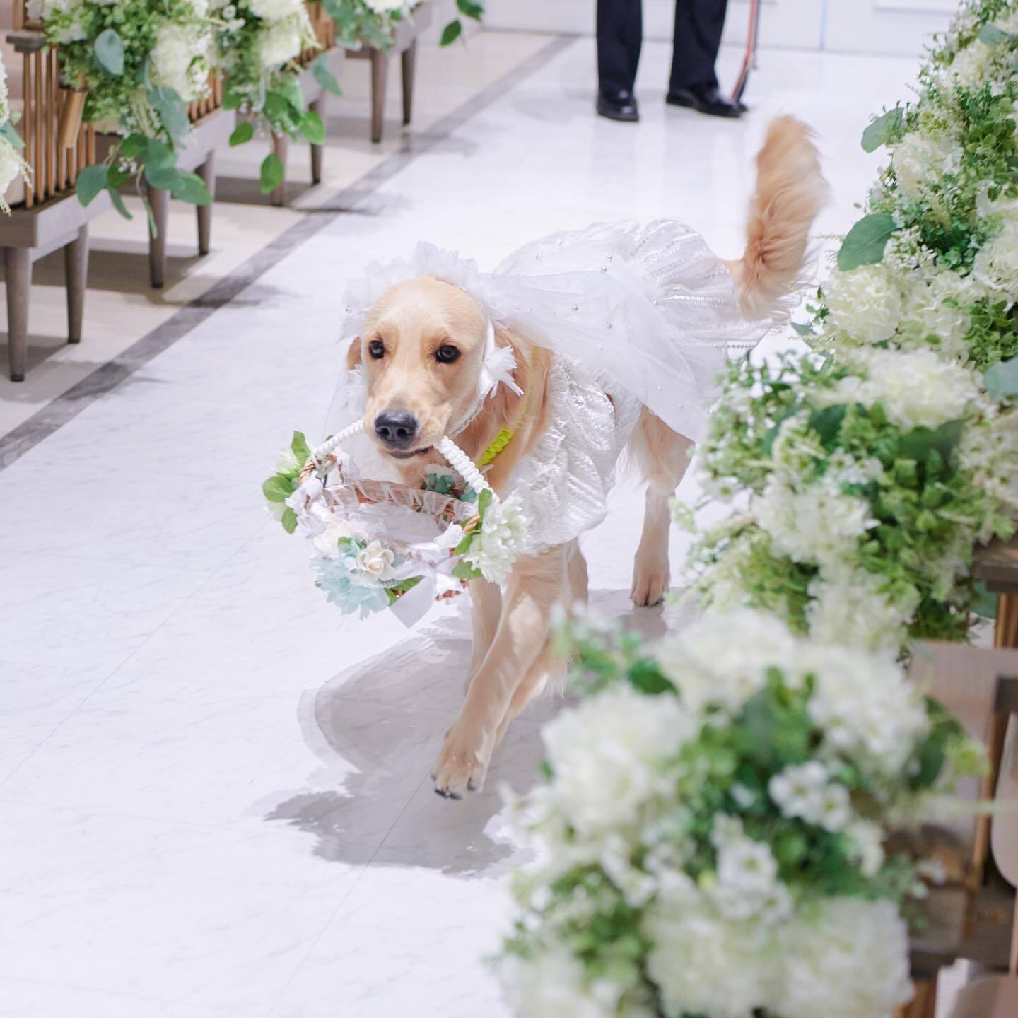 リングドッグをやりたい人必見！成功のコツや演出事例をご紹介｜結婚指輪・婚約指輪の口コミならRingraph